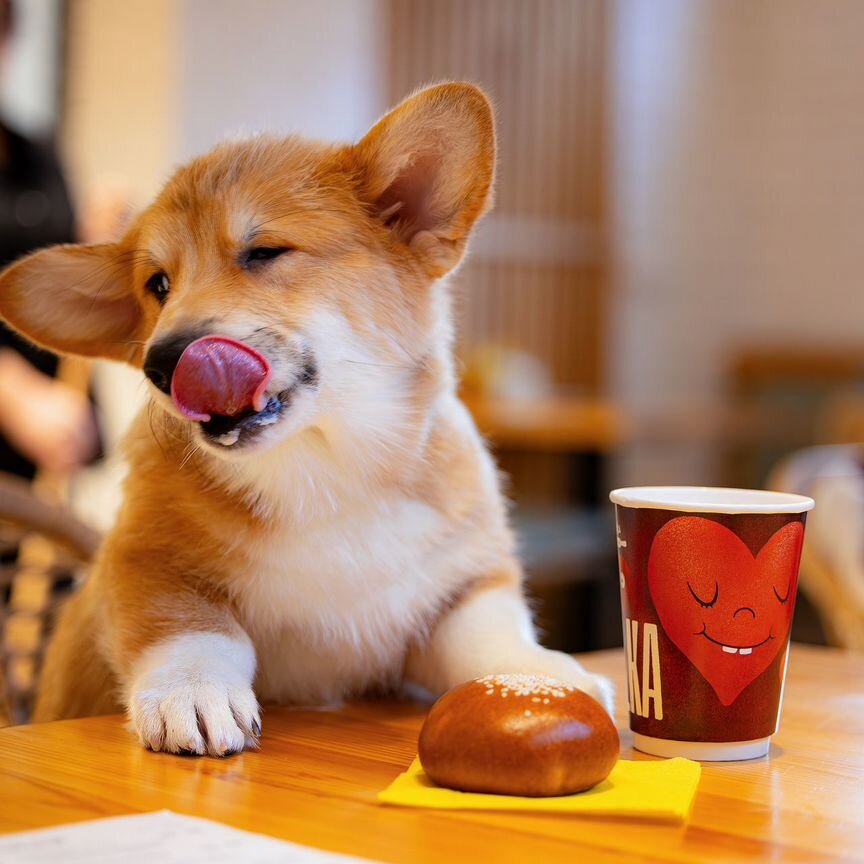 Милый корги РКФ