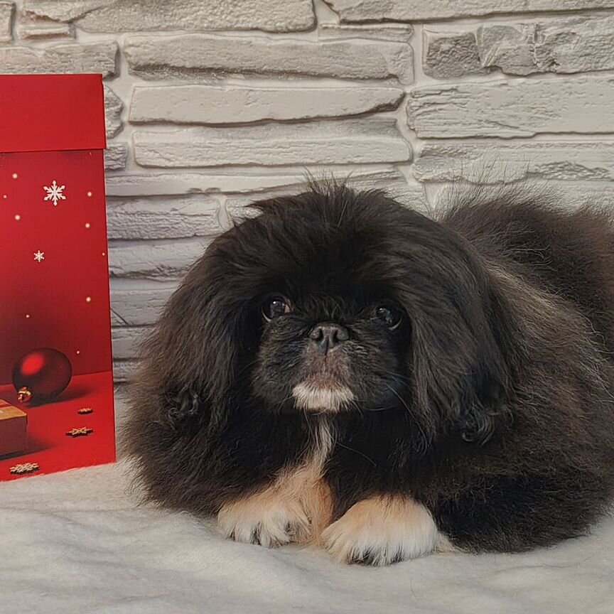 Пекинес, щенок