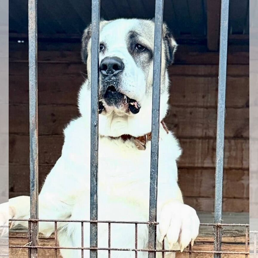 Среднеазиатская овчарка, взрослый пёс