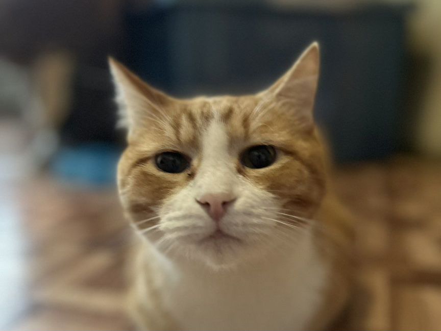 Рыжий кот ищет дом