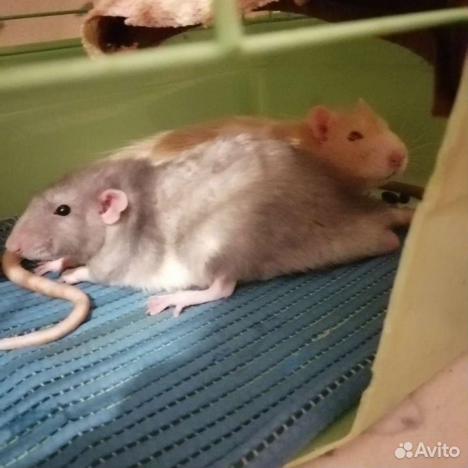 Крысы Дамбо мальчики