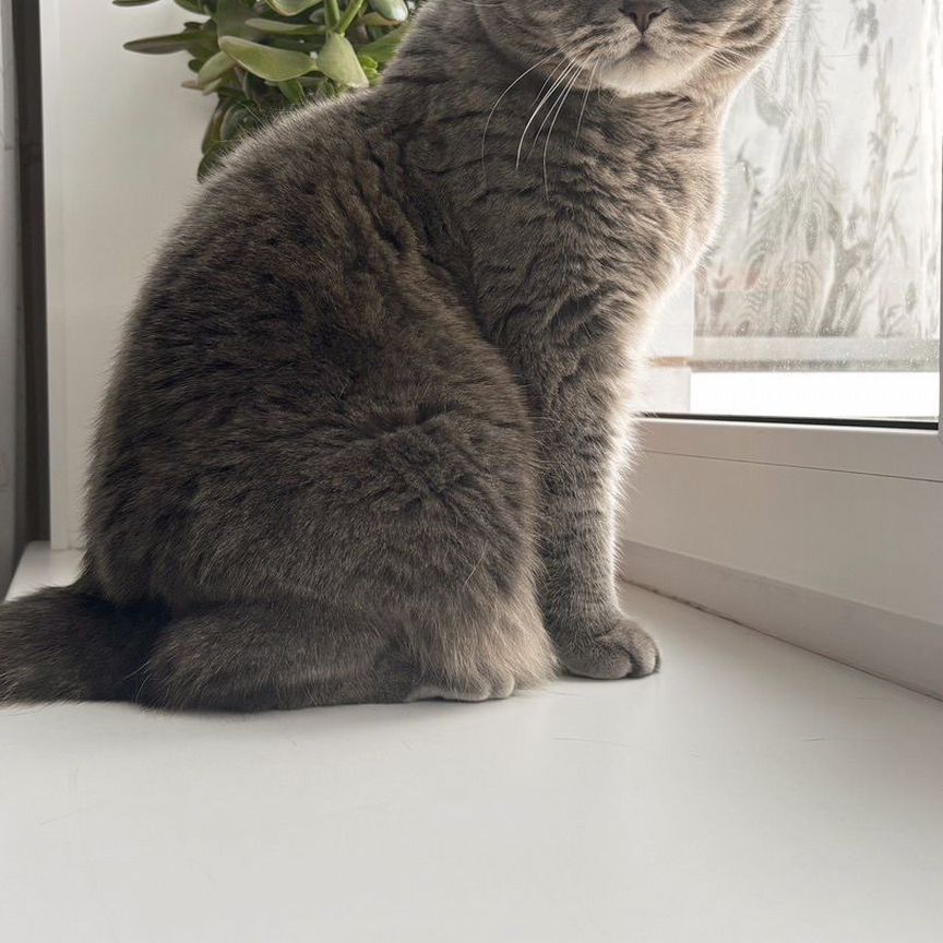 Шотландский