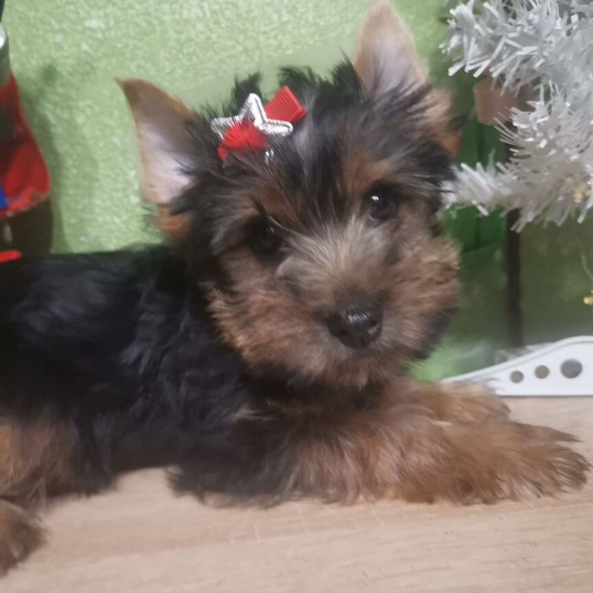 Йоркодевочка с документами