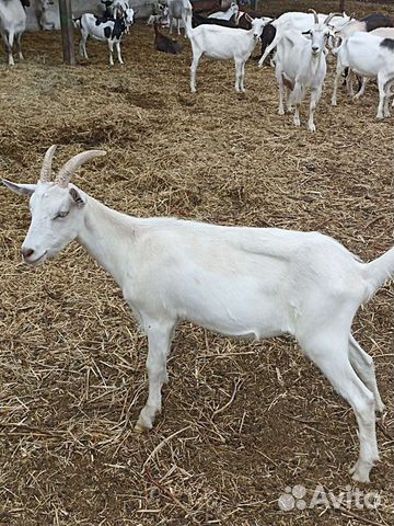 Козы на мясо