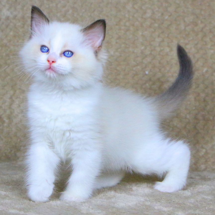Котята Рэгдолл