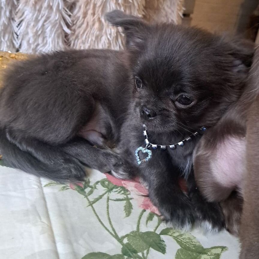 Чихуахуа, щенок