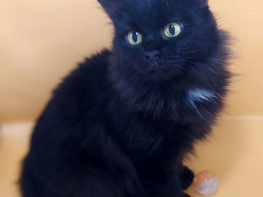 Молоденькая кошечка Муся, в дар