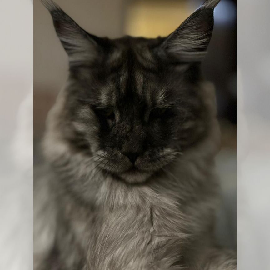 Мейн-кун кот