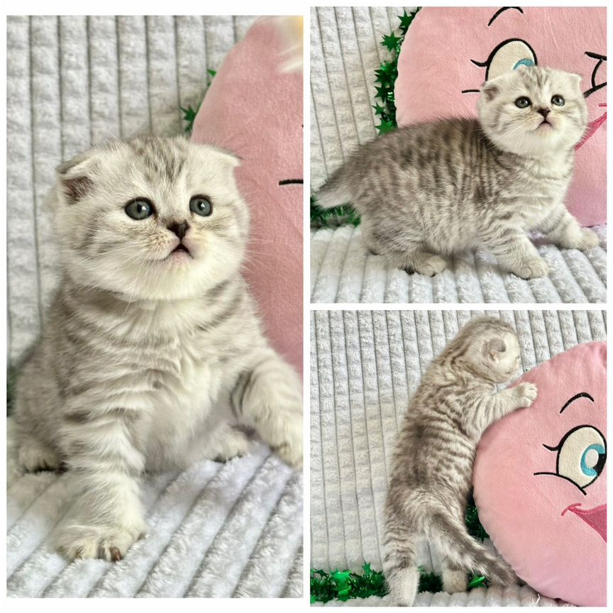 Шотландские котята