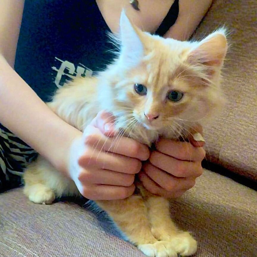 Котенок мальчик 3 месяца пушистый
