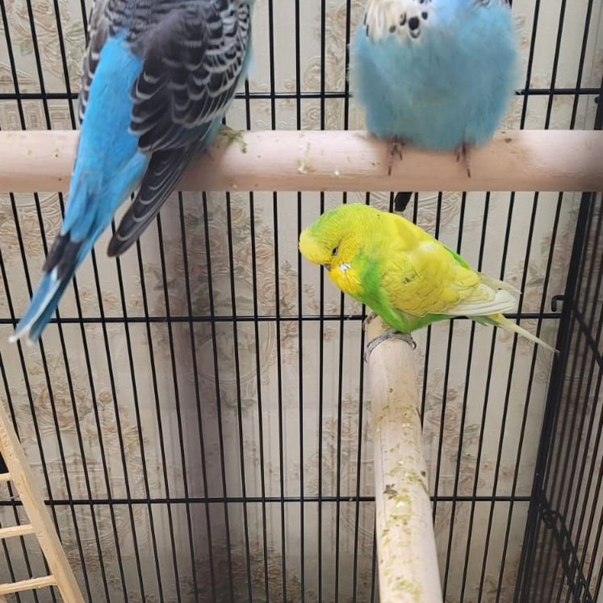 Отдам волнистых попугаев чехов