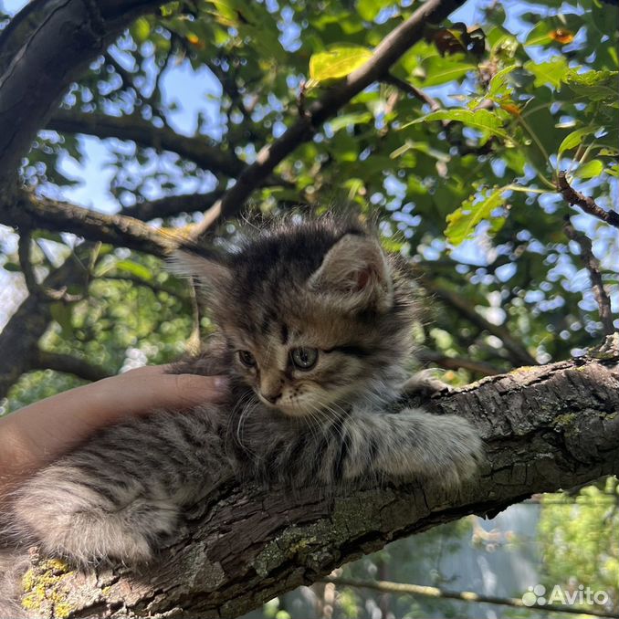 Пушистик ищет дом