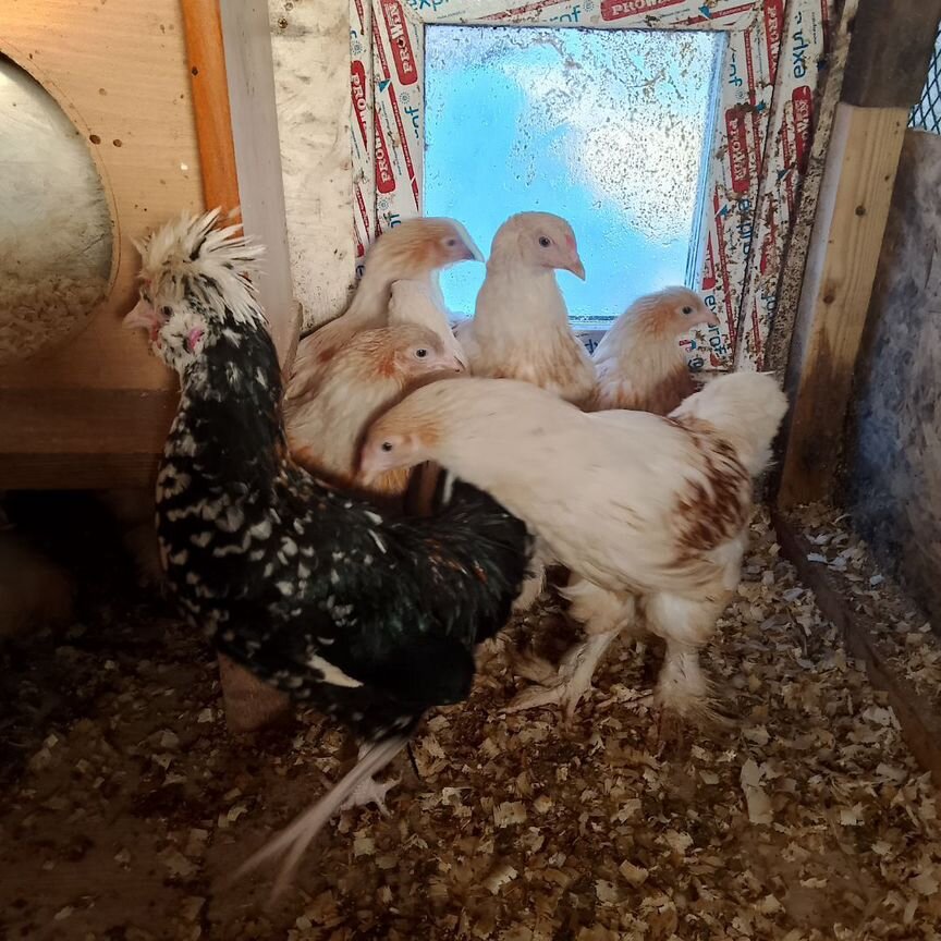 Петушок Королевский Гудан