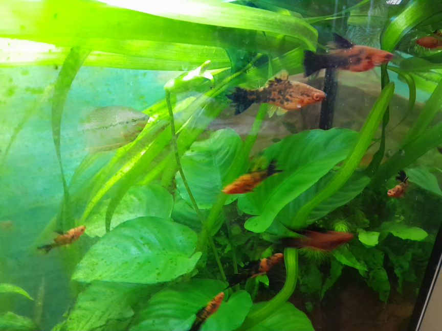 Аквариумные рыбки