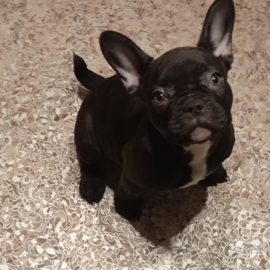 Французский бульдог, щенок