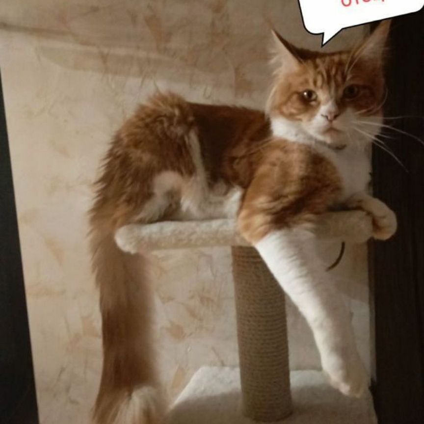 Котята мейн-кун