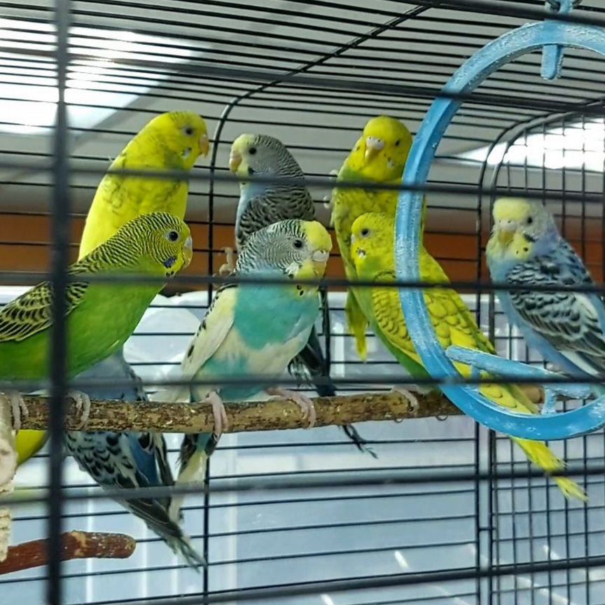 Волнистый попугай