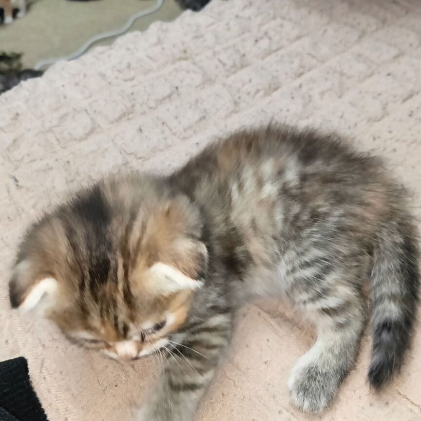 Шотландский вислоухий короткошёрстный котёнок