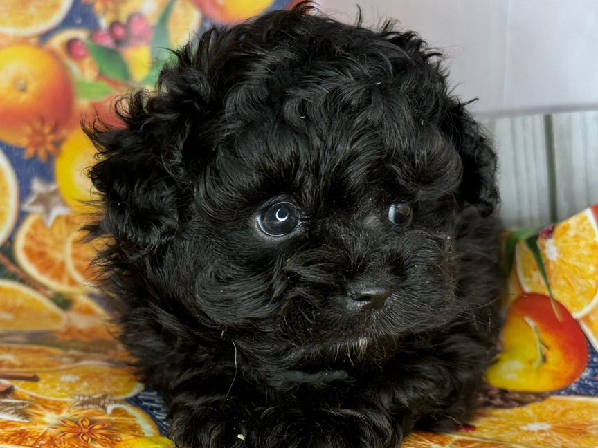 Мальчики мальтипу. Pomapoo