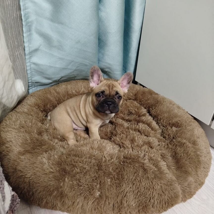 Бронь Чудесный французик