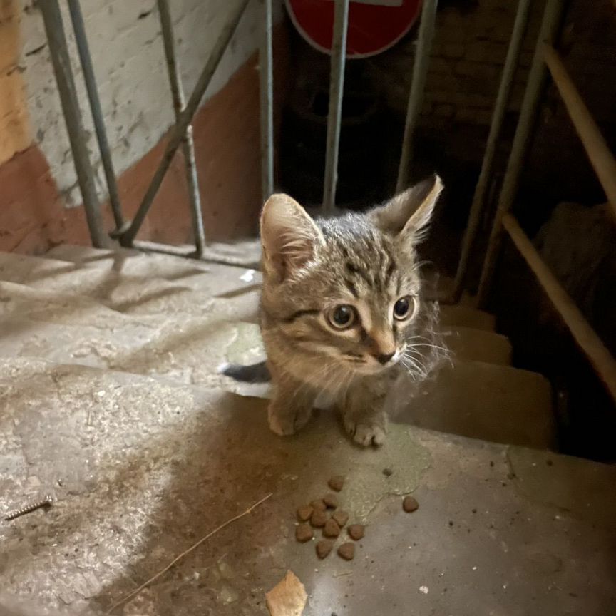 Котёнок в добрые руки