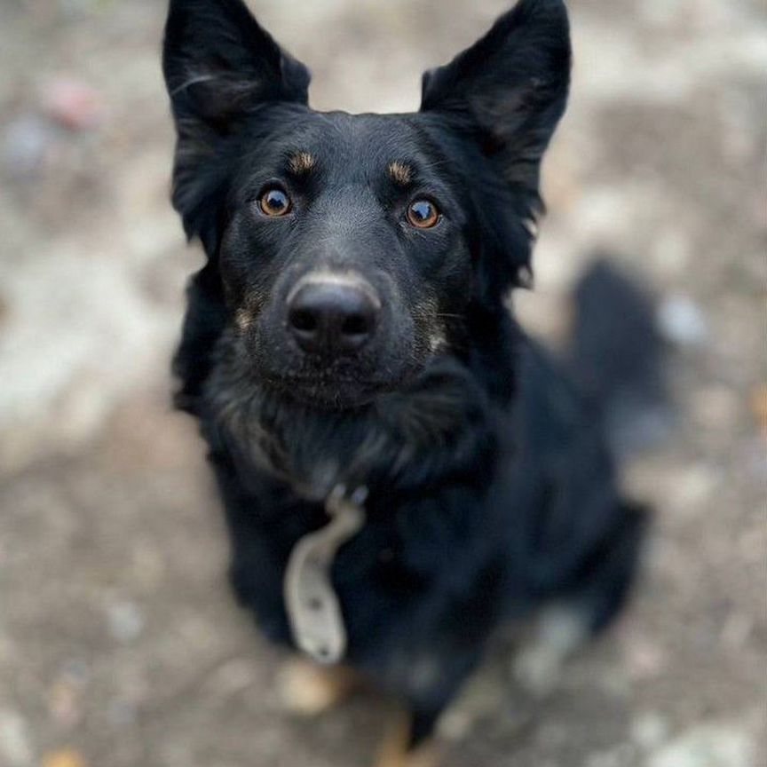 Ищем собаке дом как можно скорее