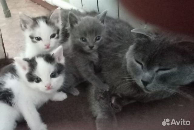 Котята в добрые руки бесплатно