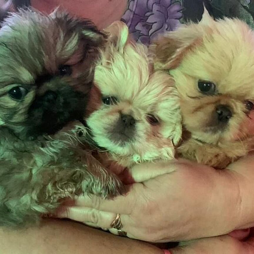 Щенки пекинеса