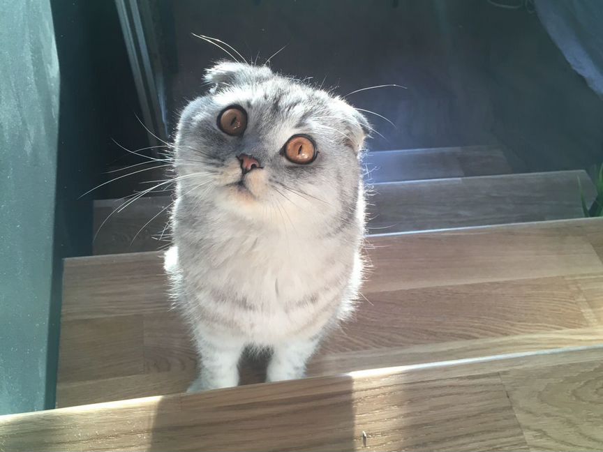 Отдам котика в добрые руки