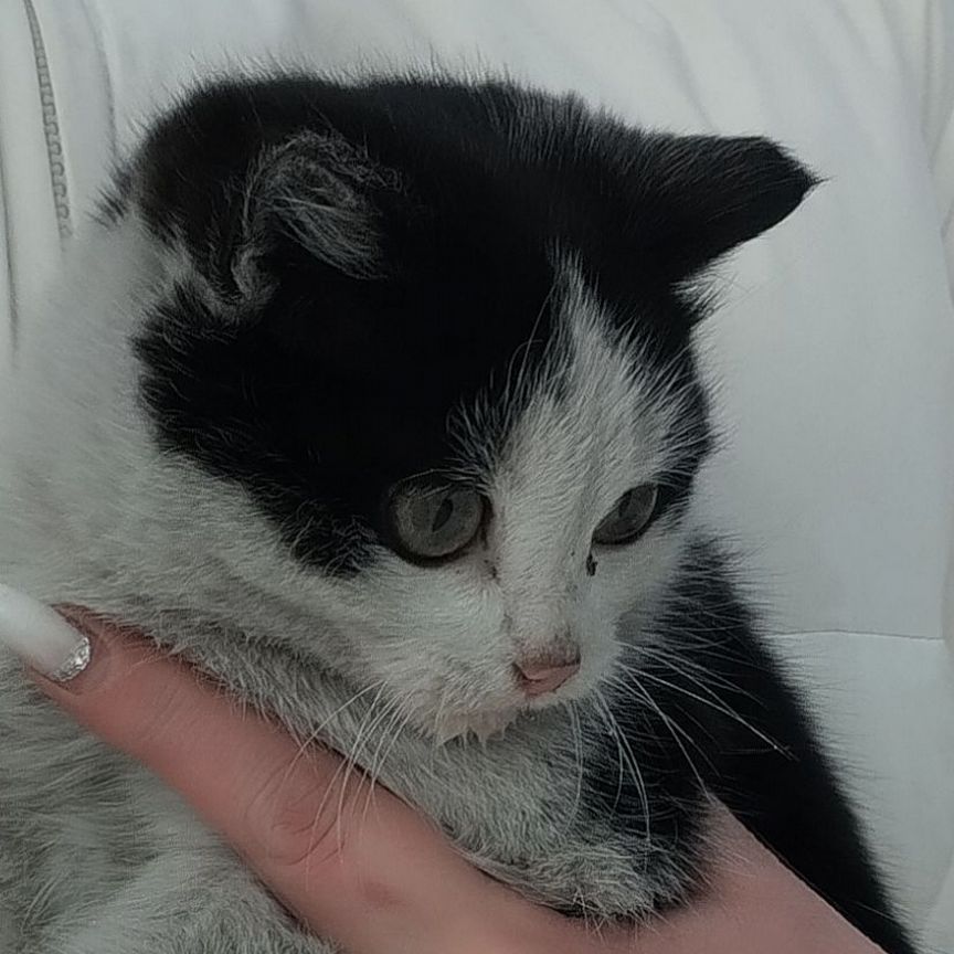 Котёнок в добрые руки