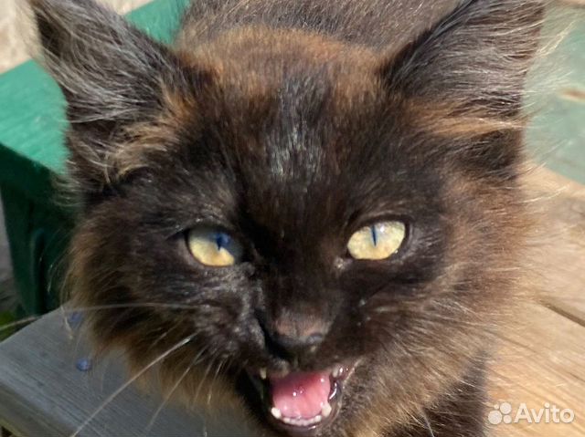 Котешкин