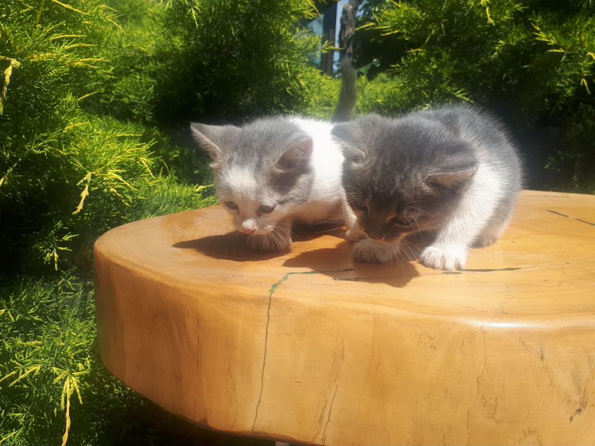 Котята охотники