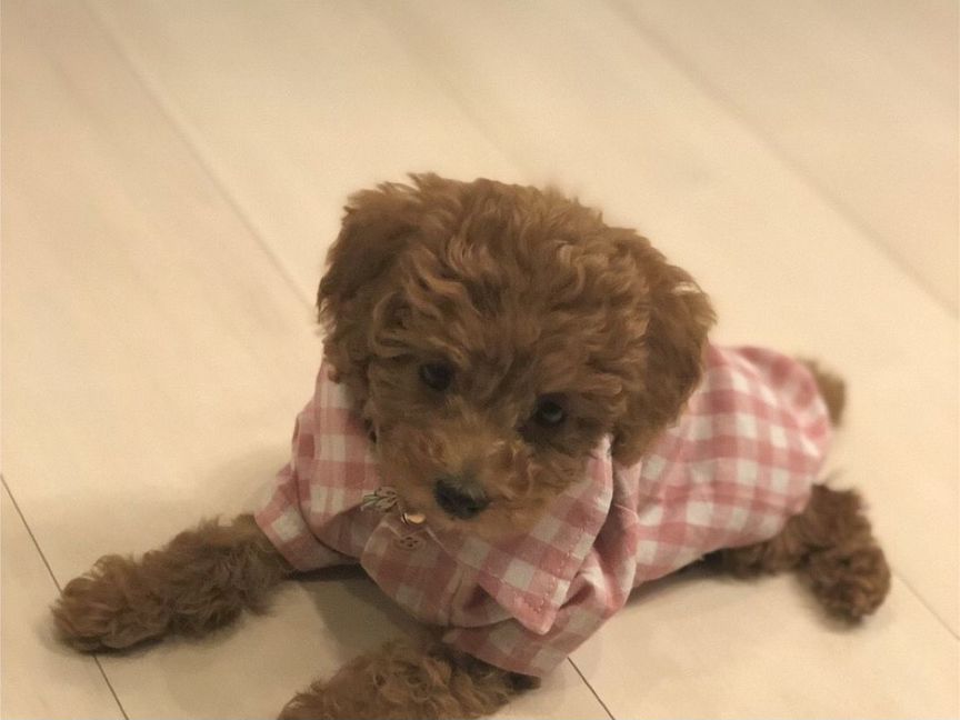 Тикап пудель