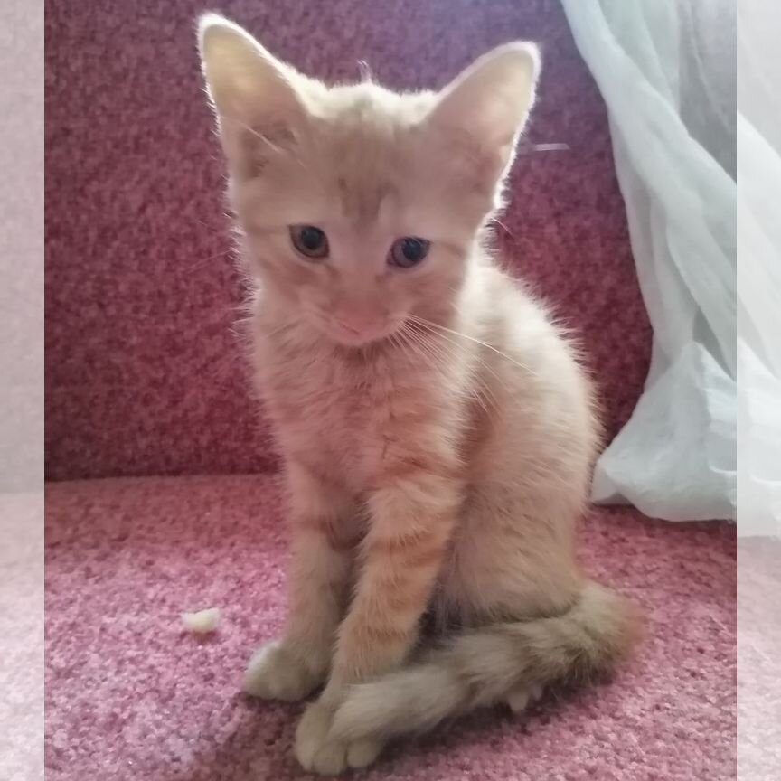 Котята в добрые руки бесплатно