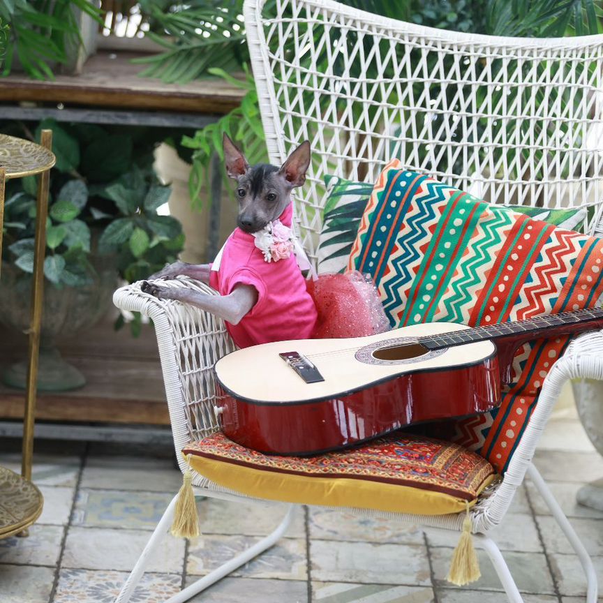 Ксоло миниатюра