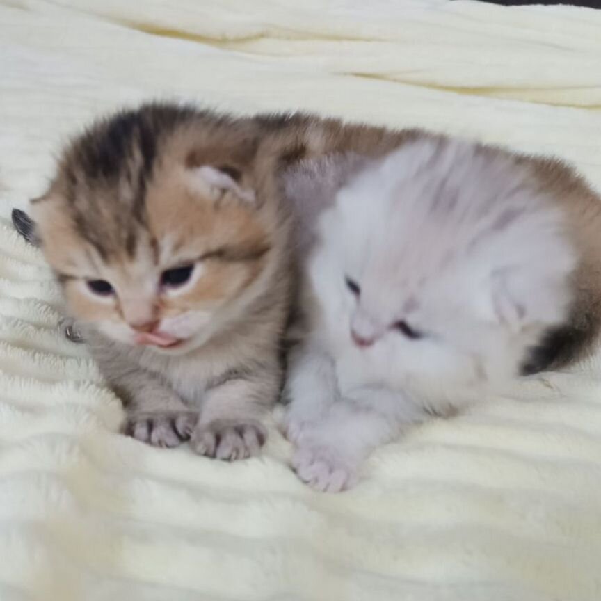 Шотландский вислоухий короткошёрстный котёнок