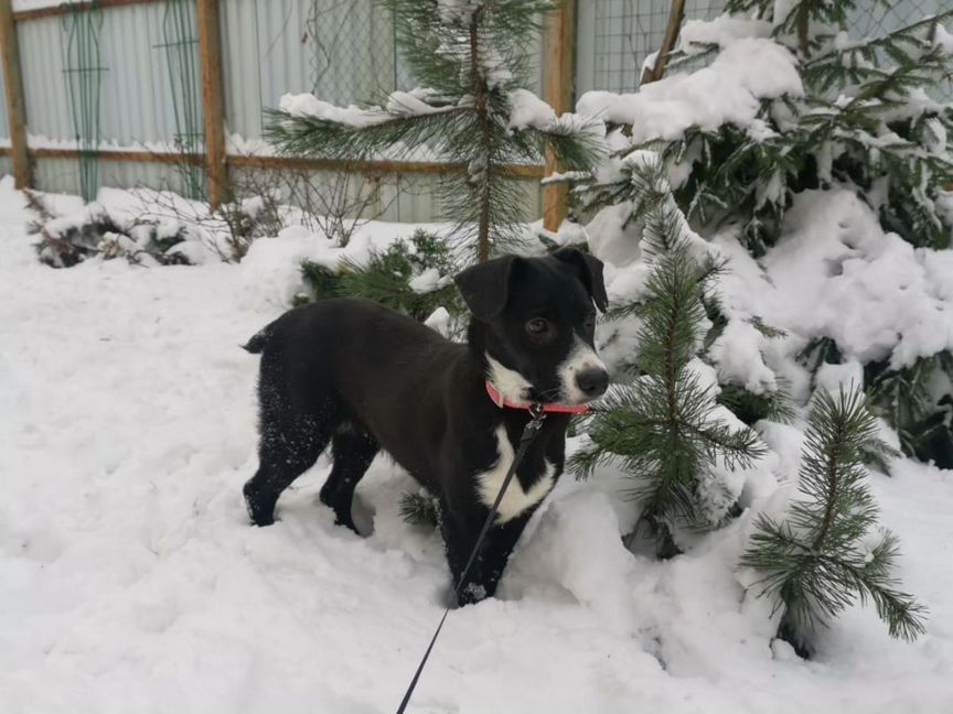Маленькая щенулька Поля в добрые руки