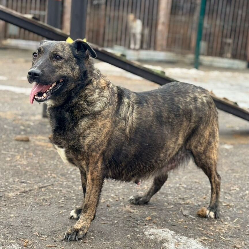 Собака Алла из приюта