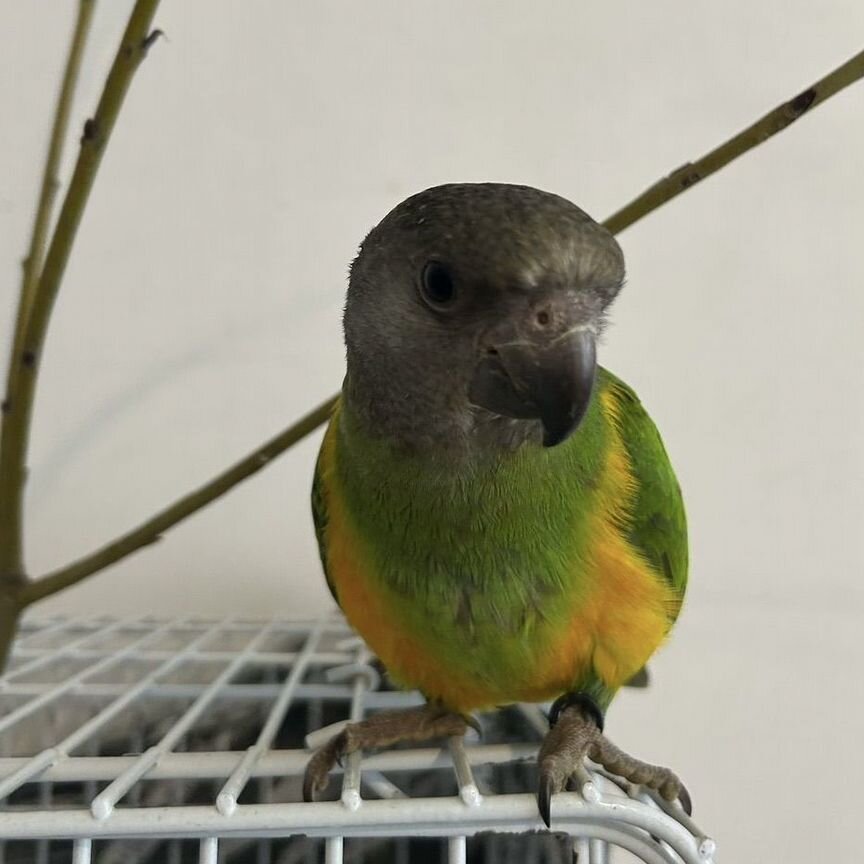 Сенегальский попугай