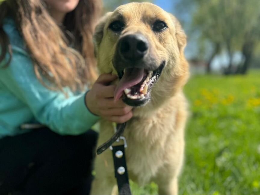 Коля в добрые руки