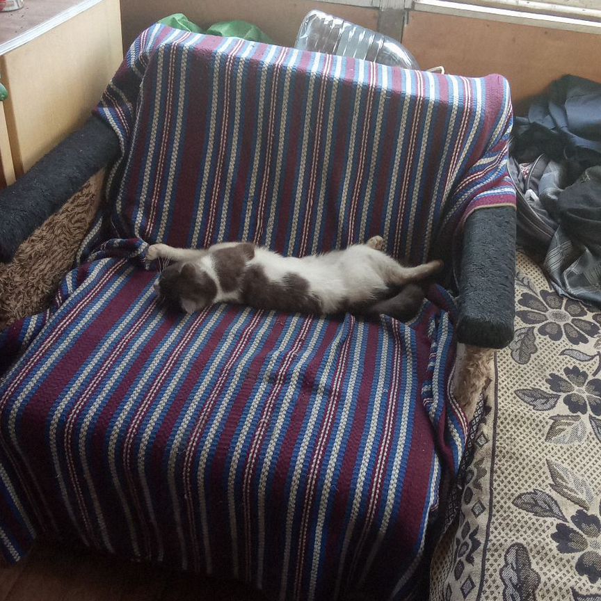 Домашние животные котята бесплатно