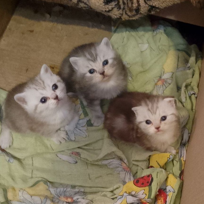 Шотландские котята