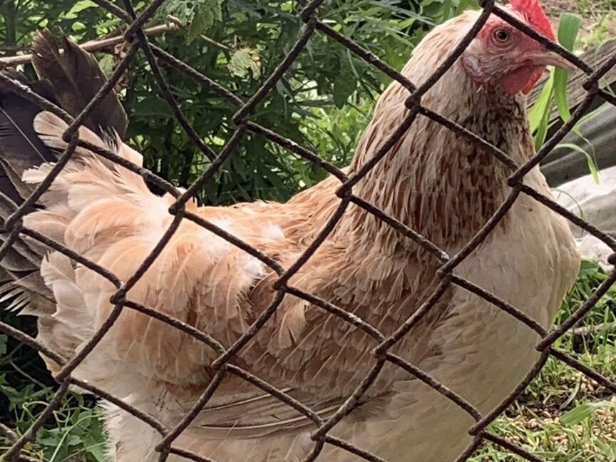 Семья, загорская дососевая, Петух+8 курочк