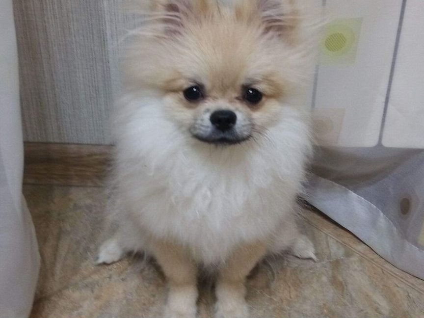 Щенок померанского шпица