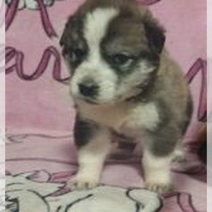 Щенок в добрые руки