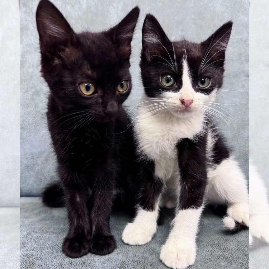 Котята и кошка в добрые руки