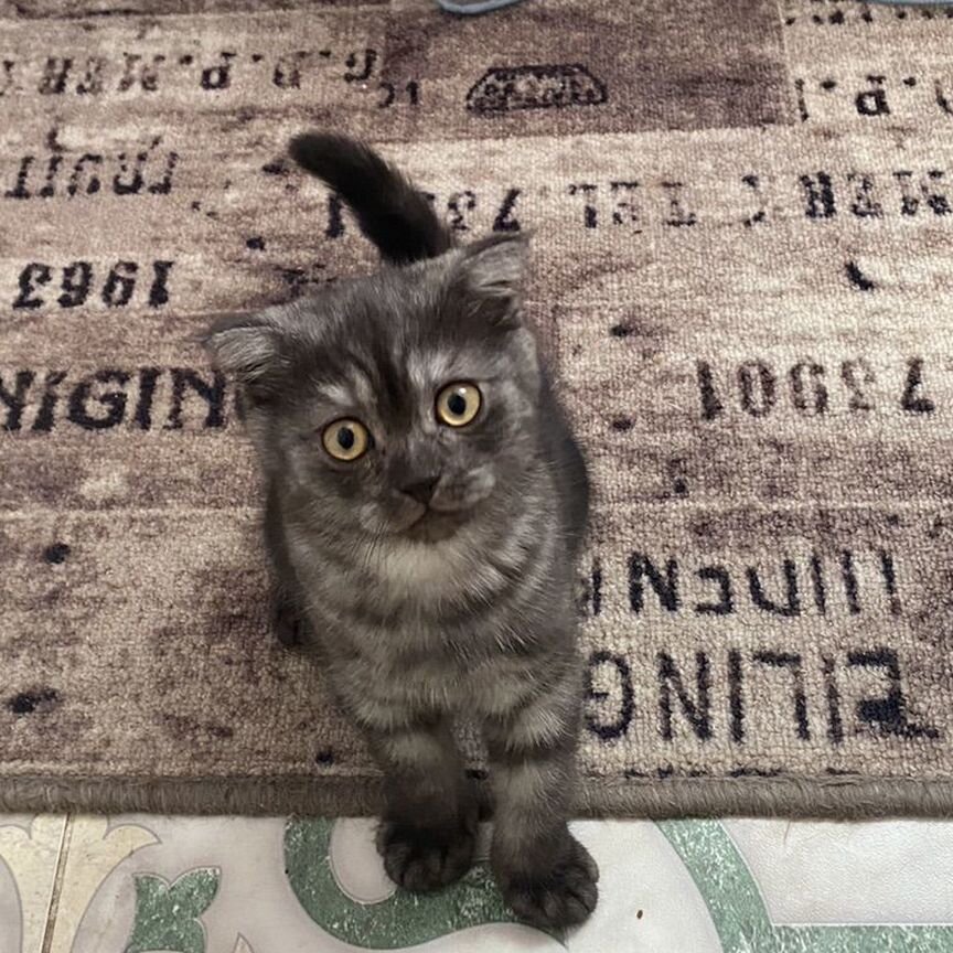 Шотландский котенок вислоухий
