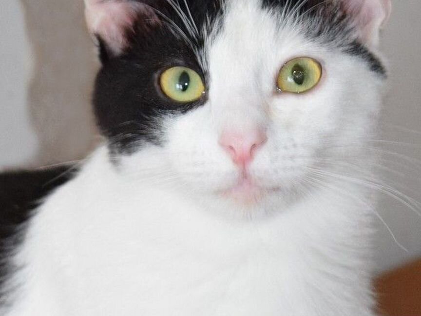 Котёнок кот мальчик хороший игривый умный добрый