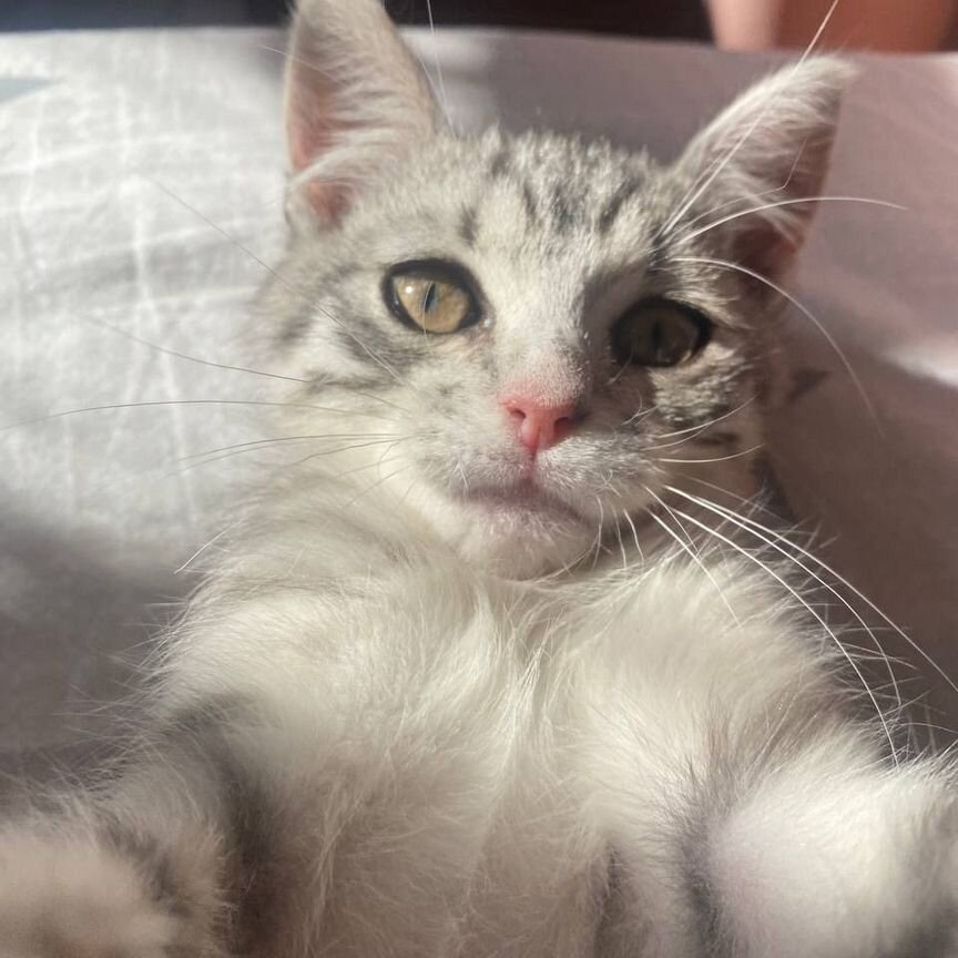 Котенок в добрые руки