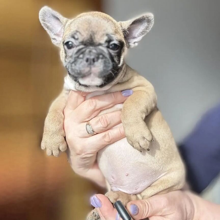 Французский бульдог, щенок